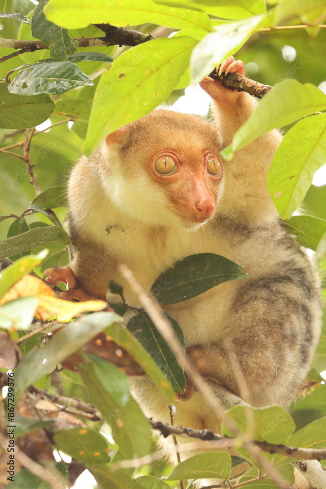 Waigeou cuscus or Waigeou spotted cuscus (Spilocuscus papuensis) is a ...