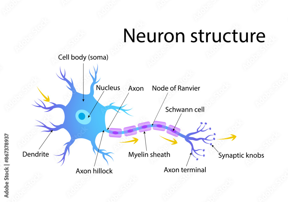 Detailed Illustration of Neuron Structure with Labeled Parts in a ...
