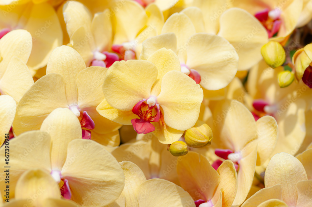 Poster Phalaenopsis orchid inflorescence with bright yellow flowers and ...