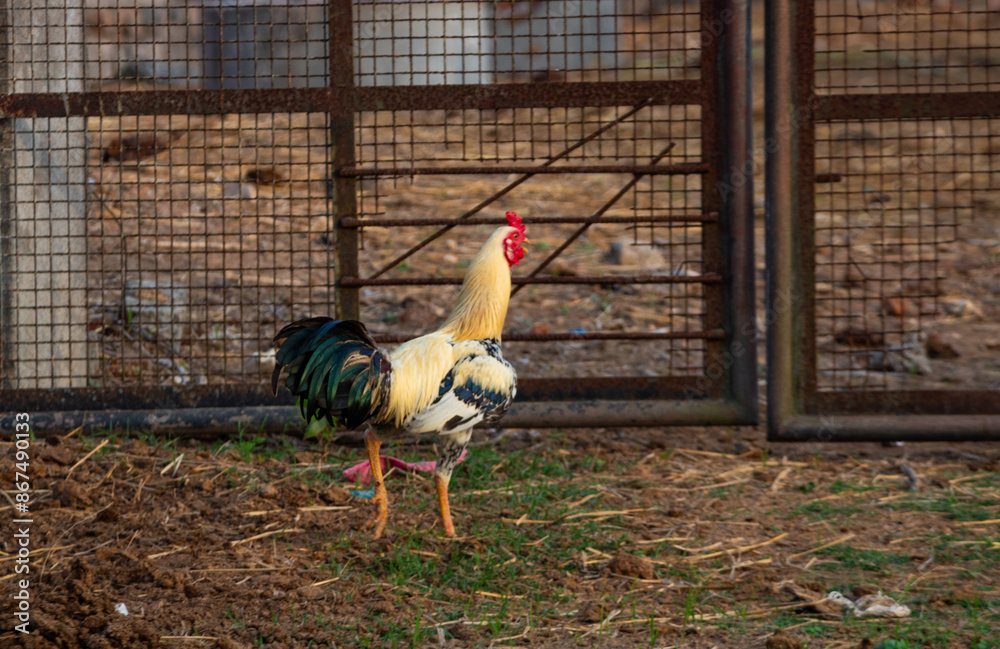 Colorful Roster chicken. Male chicken, Picture clicked in a village ...