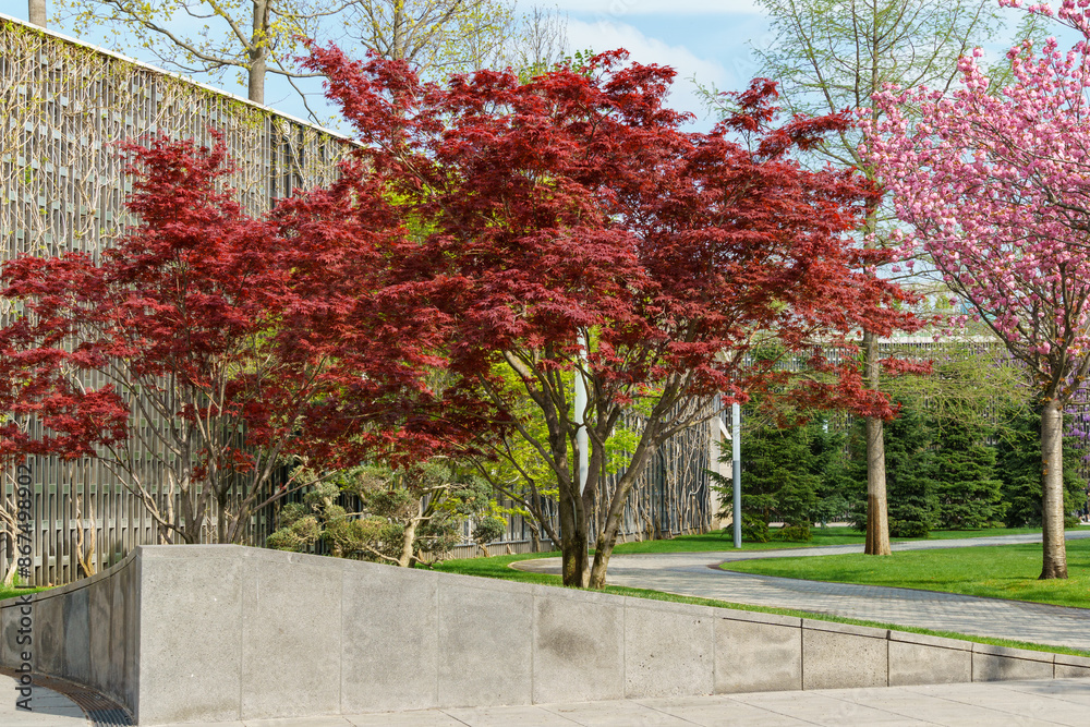 Purple maple Acer Palmatum Atropurpureum near decorative wall in ...