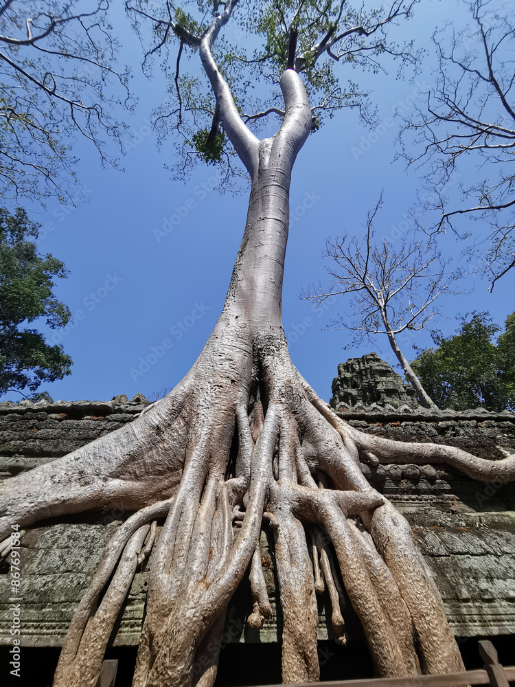 Ancient Cambodian temple ruins embraced by massive tree roots ...