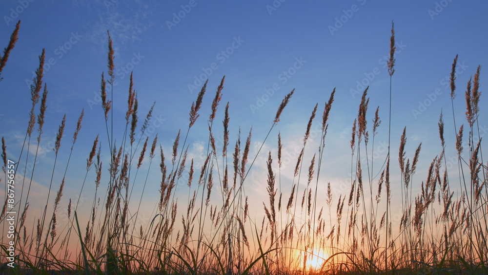 Nature Background. Golden Reed Grass In Fall In Sun. Fall Background ...