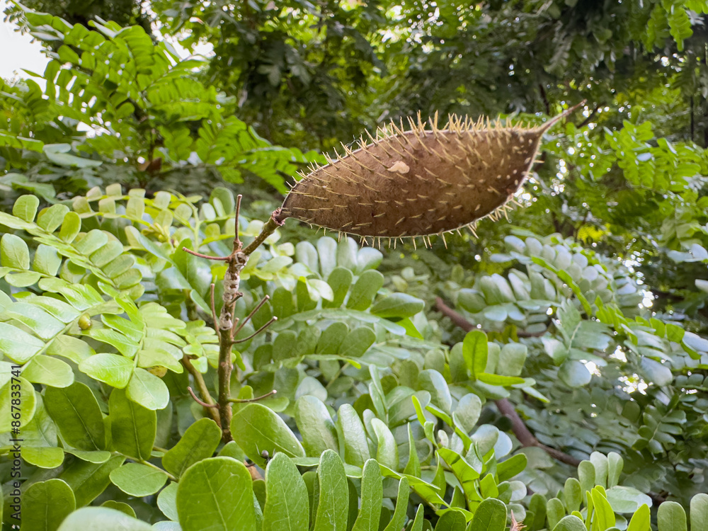 Foto de Paubrasilia echinata with fruits. Also called Pau-brasil ...