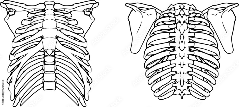 Thoracic spine, chest and ribs of bone and shoulders vector ...