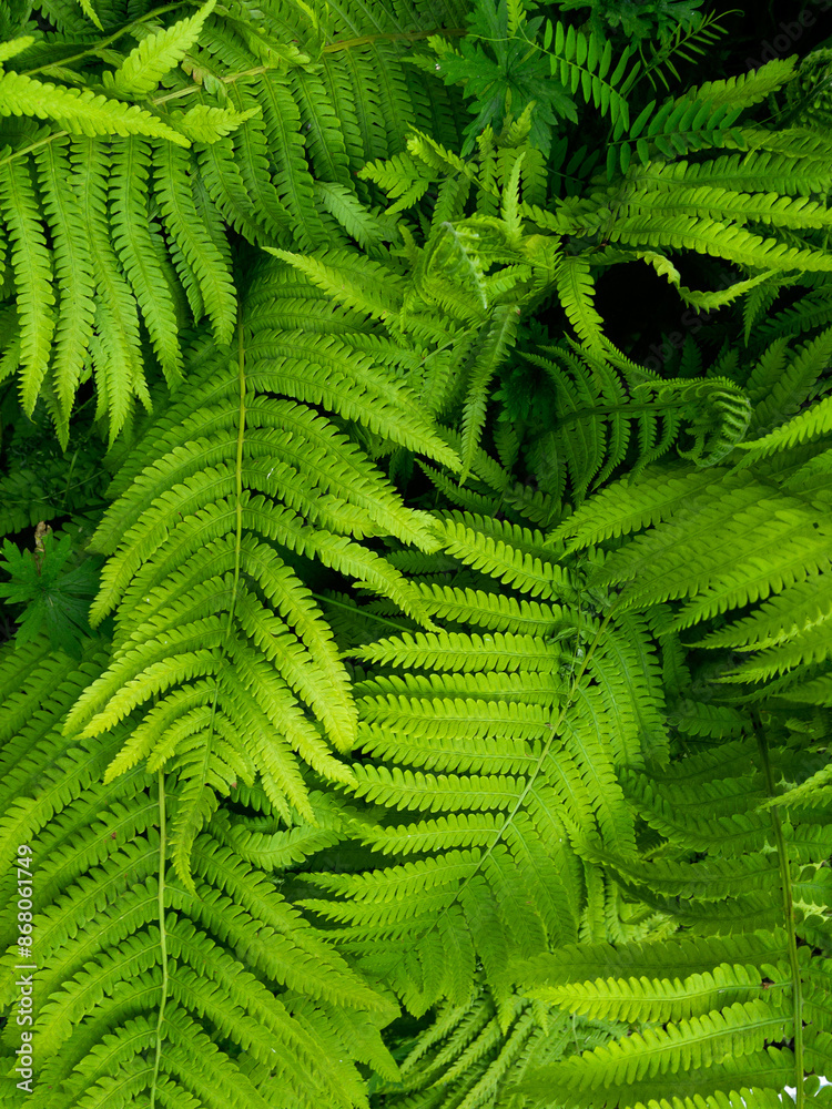Green fern tree growing in summer. Fern with green leaves on natural ...