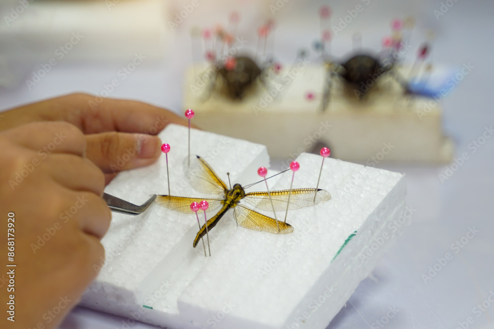 Asian students learn about Beetle Taxidermy is a technique of ...