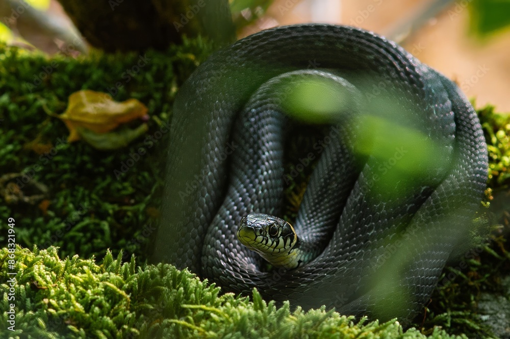 The grass snake Natrix natrix , sometimes called the ringed snake or ...