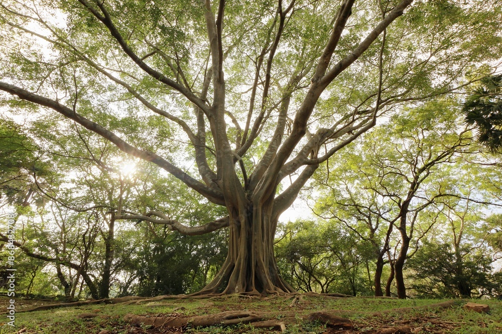 A giant banyan tree in ancient Polonnaruwa park in Sri Lanka. Huge ...