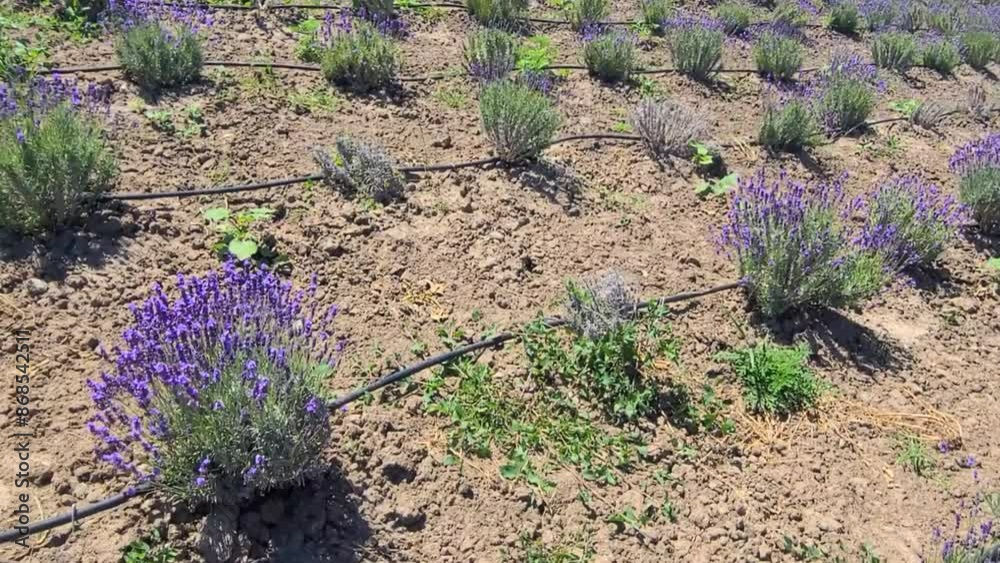 Lavender flower field. Sparse planting of bushes. Overview of the ...