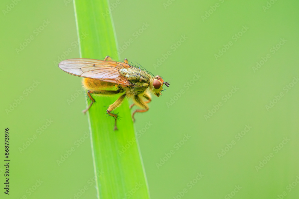 Male Scathophaga stercoraria, also known as the yellow dung fly or the ...