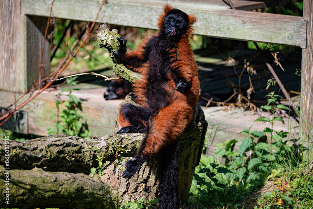 Red ruffed lemur (Varecia rubra) sits on a branch with its arms wide ...