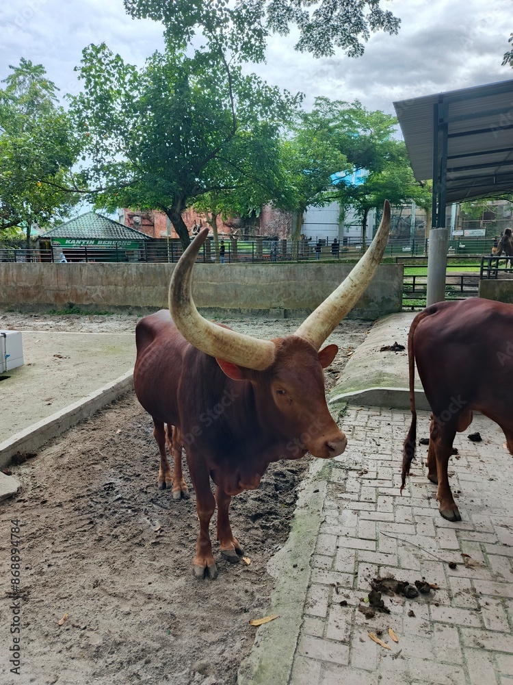 The Ankole-Watusi is a majestic breed of cattle renowned for its ...