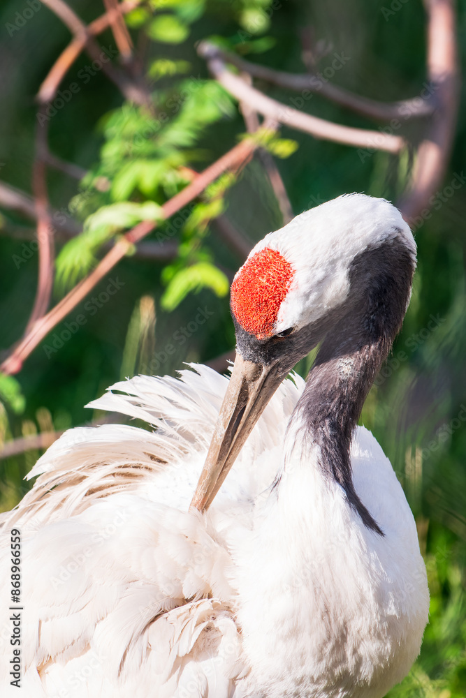 Red-crowned crane (Grus japonensis), also known as the Japanese crane ...