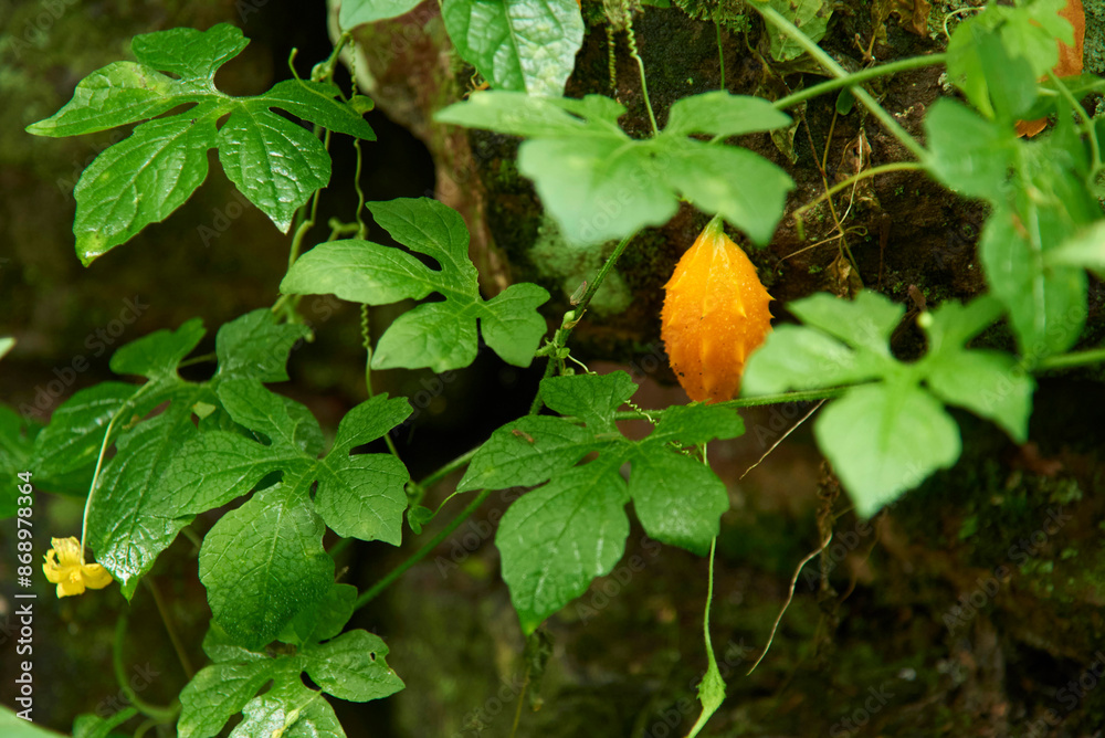 Ripe bitter melon, edible fruit of the Momordica charantia, also known ...