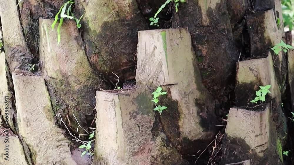 Palm tree trunk, close-up. Pattern texture on rough Bark Palms, Upper ... Palm tree trunk, close-up. Pattern texture on rough Bark Palms, Upper ...