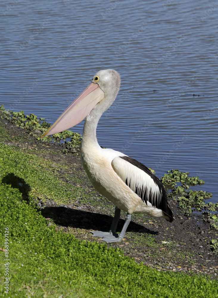 Australian Pelican bird standing on the grassy shore of a lake of water ...