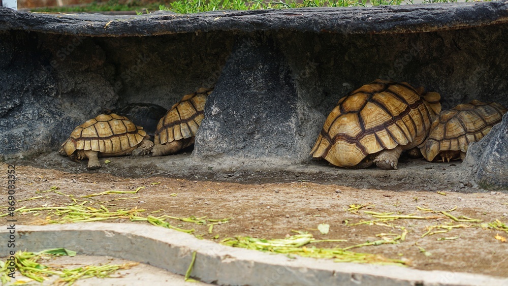 4K Footage of Sulcata Tortoise (Centrochelys Sulcata) at Solo Zoo ...