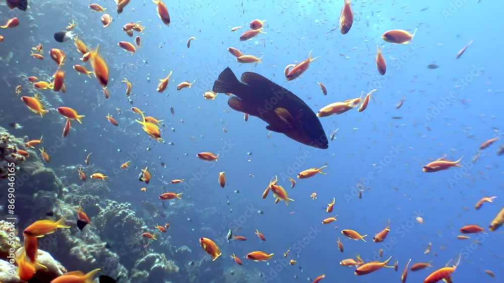 A diverse array of fish is gracefully moving through the depths of the ...
