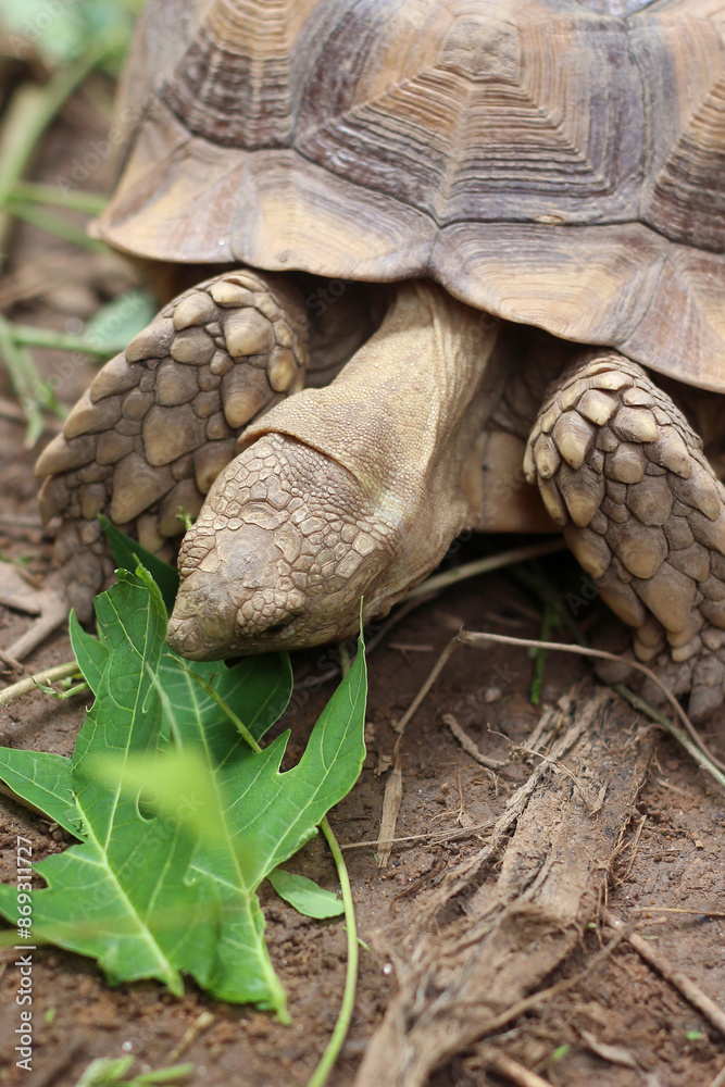 Sucata tortoise eating leaf on ground,African Sulcata Tortoise Natural ...