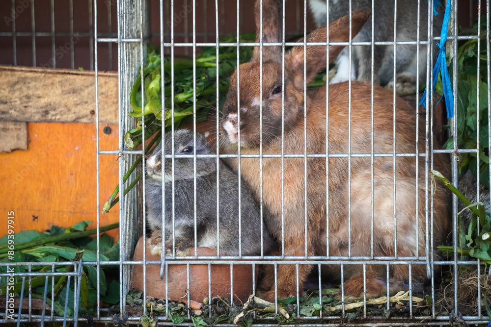 Rabbits that lives in a cage with iron bars. Raising and breeding ...