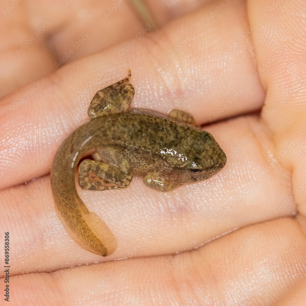 Foto de A small toad tadpole, on a child's hand, has almost completed ...