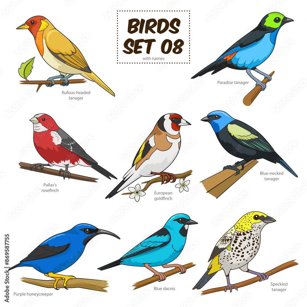 Bird set cartoon colorful PNG illustration. Educational material Stock ...