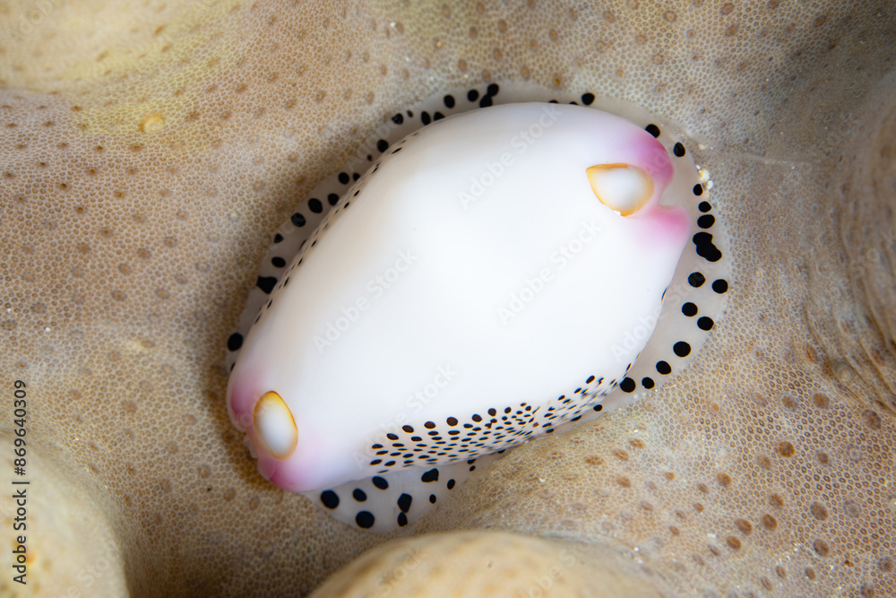 A Black-spotted egg cowrie, Calpumus verrucosus, feeds on a soft ...