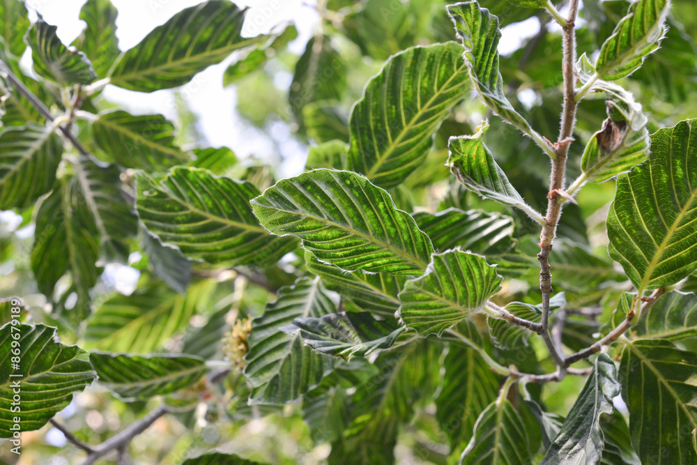 Beech leaf disease causes striped, deformed leaves on an ornamental ...