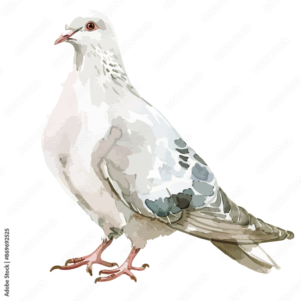 Watercolor Vector painting of a dove, isolated on a white background ...