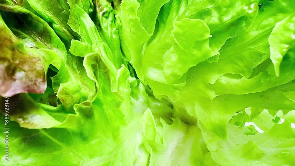 Close-up video of a red oak vegetable that appears to be a type of ...