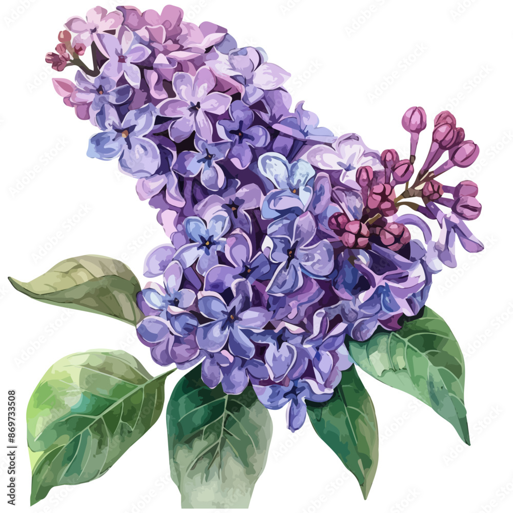 Watercolor painting of lilac flower, isolated on a white background ...