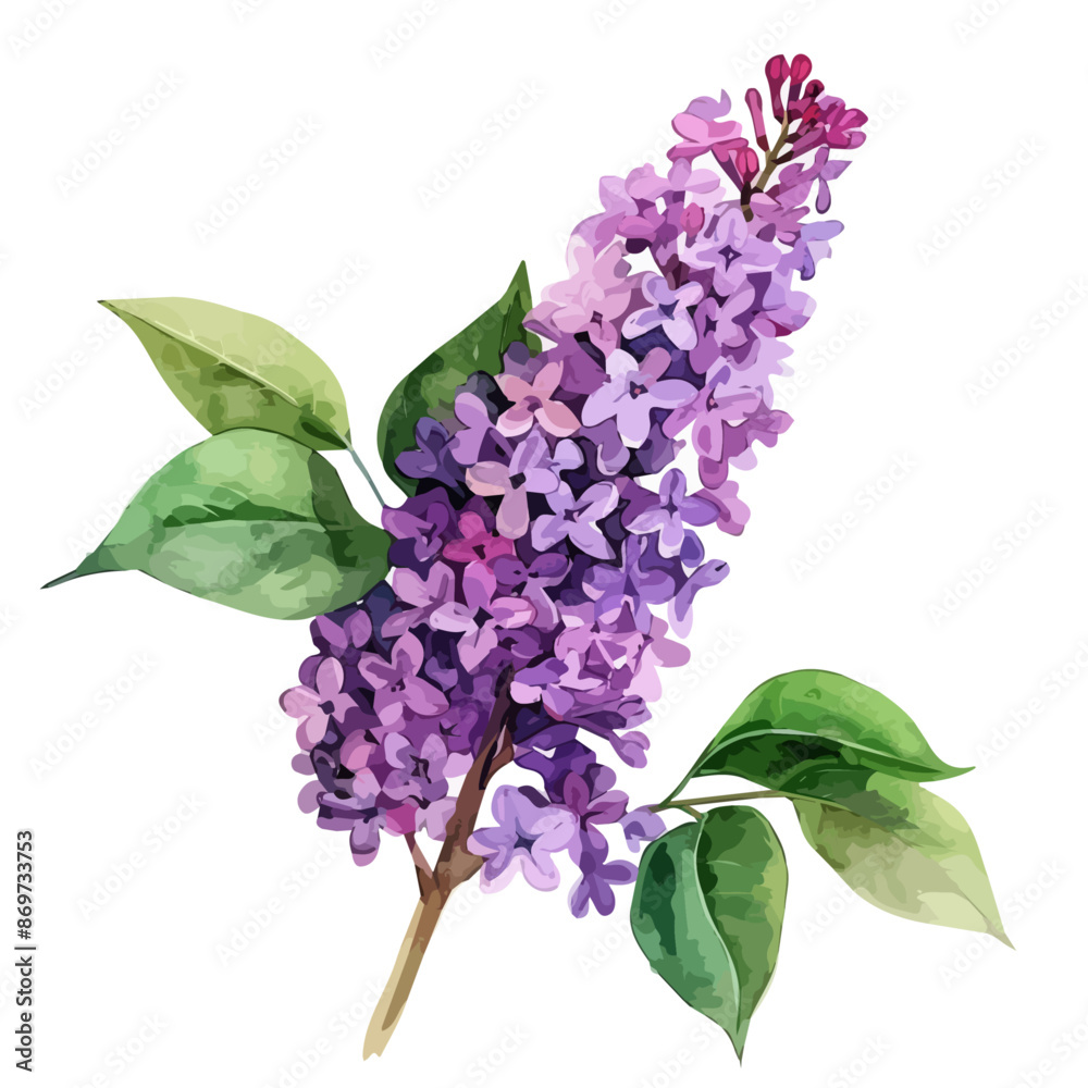 Watercolor Illustration of lilac plant, isolated on a white background ...