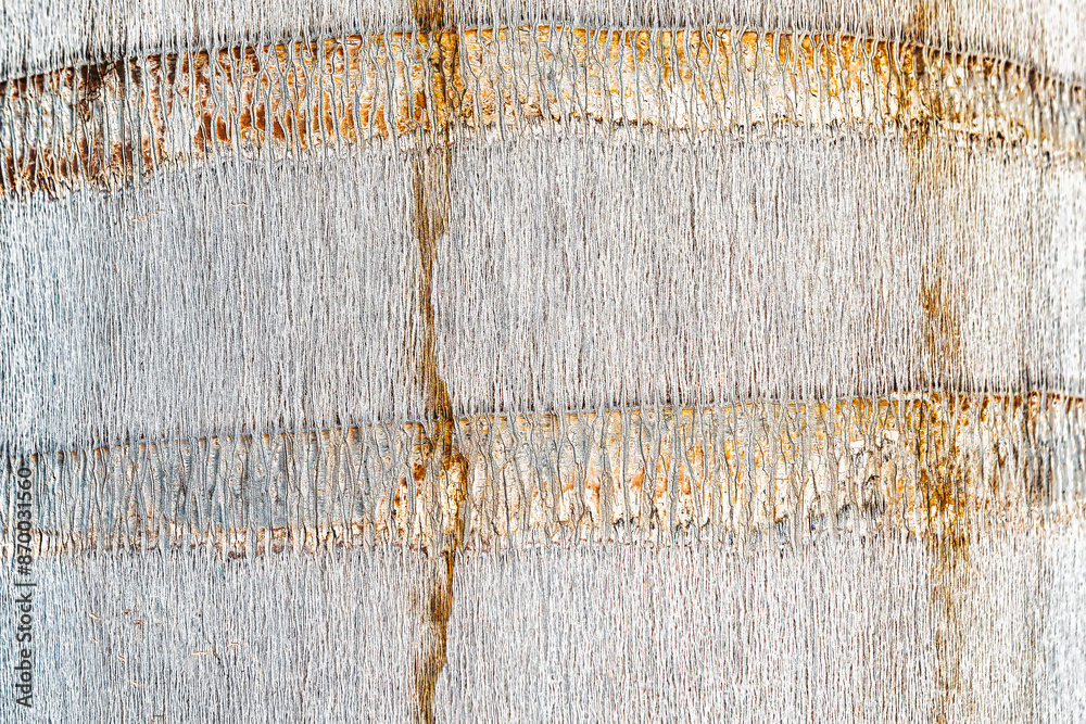 Palm tree trunk with a pattern of brown and white stripes. The texture ...