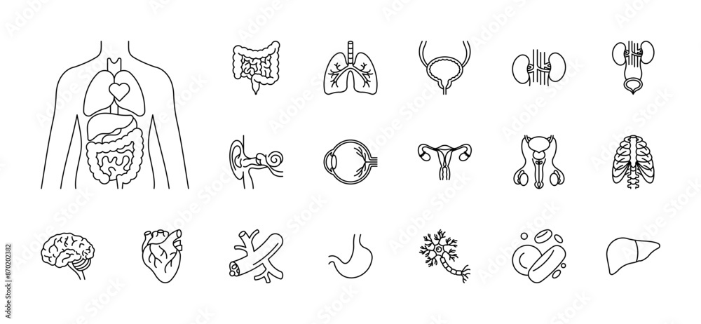 Human organs, line icon set - brain, heart, intestine, lungs, kidneys ...