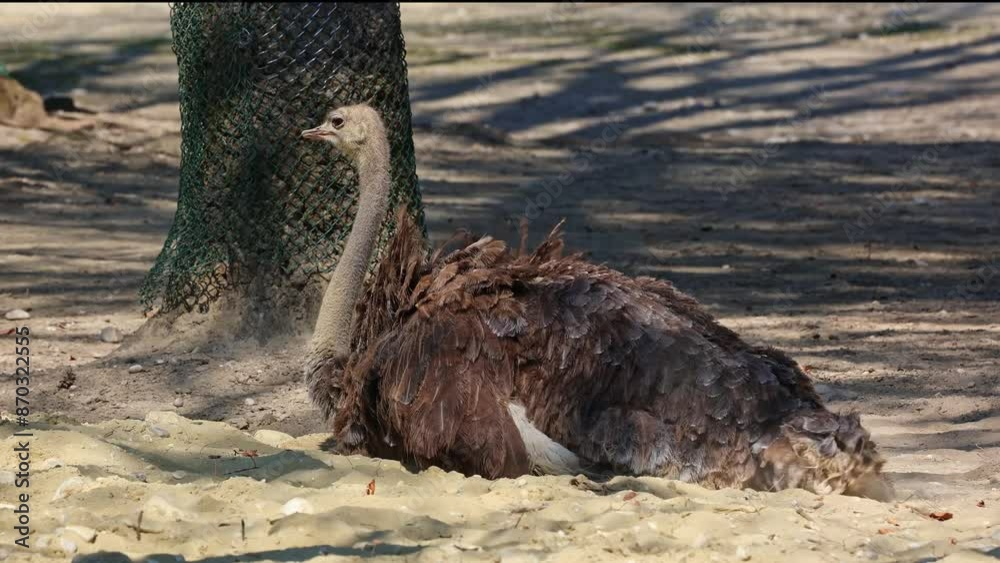 The common ostrich, Struthio camelus, or simply ostrich, is a species ...