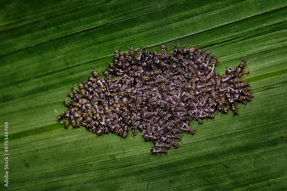 Polybia occidentalis, wild wasp colony on the green leaf. big group of ...