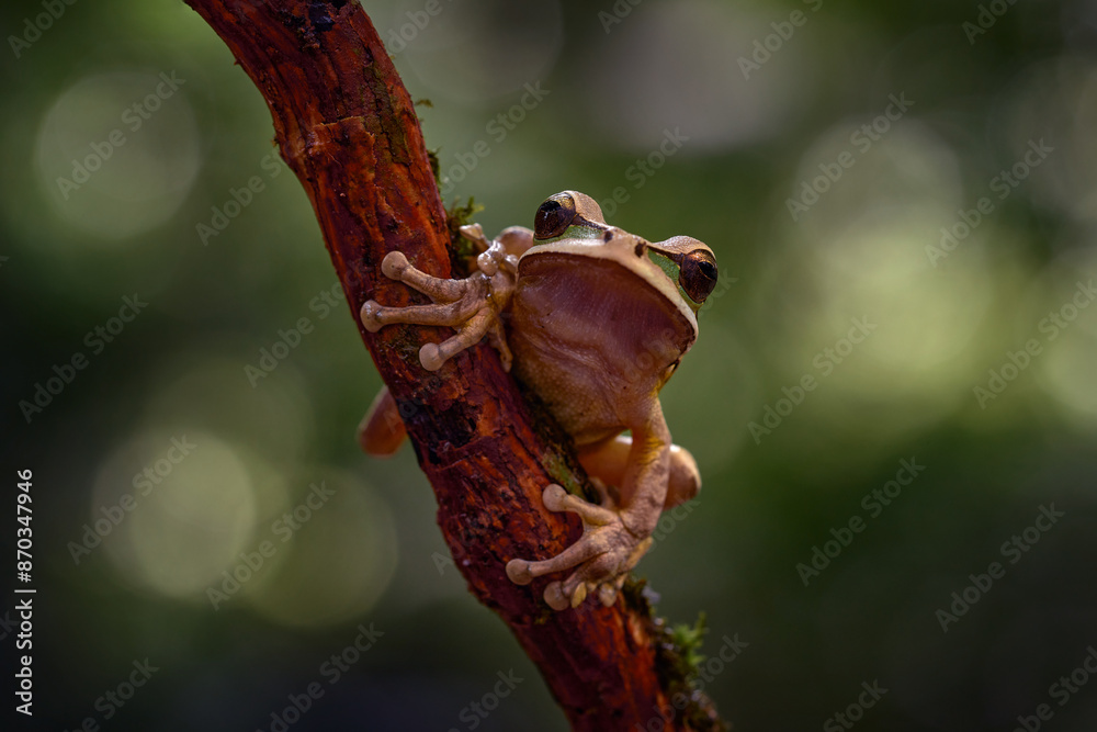 Wildlife Costa Rica, frog in nature habitat. Masked tree frog, Smilisca ...