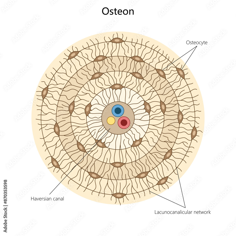 Osteon Highlighting Osteocytes Haversian Canal And The Lacunocanalicular Network In Bone