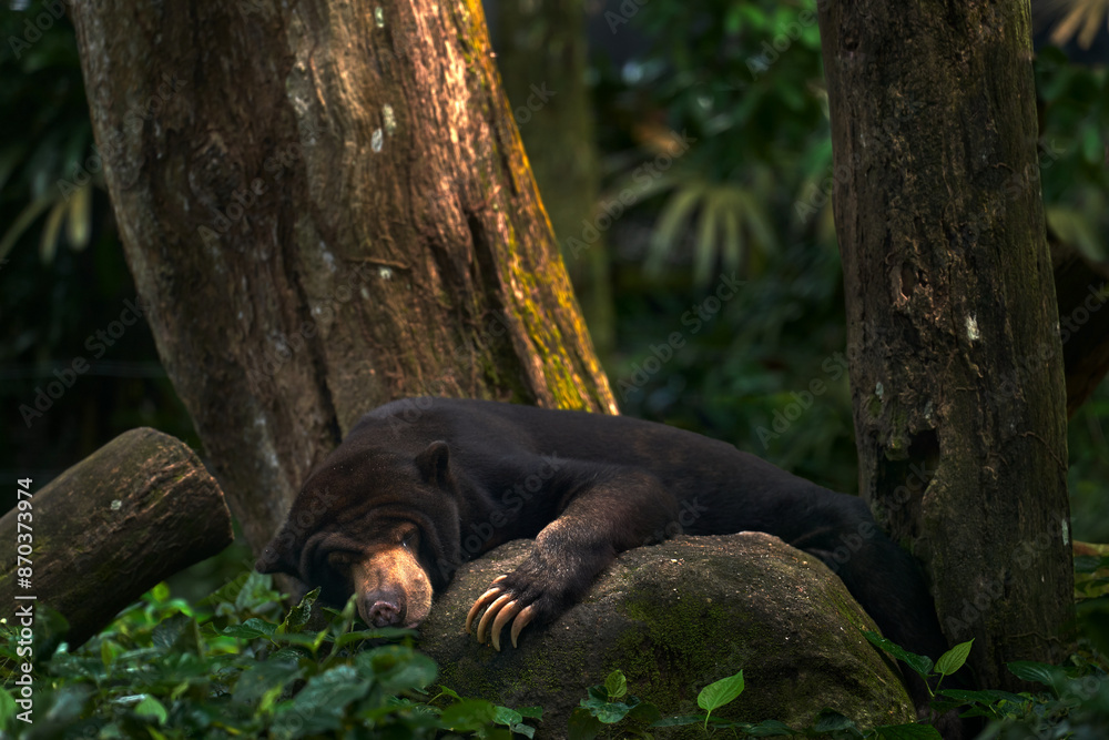 Sun bear sleeping, Helarctos malayanus, beautiful dangerous animal from ...