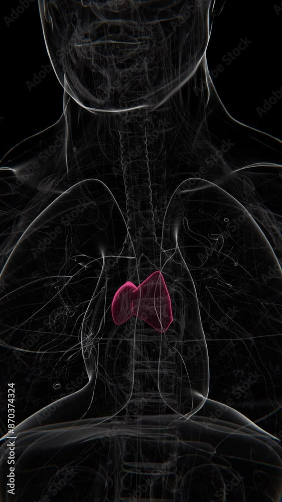 Thymus-Gland Vertical Video | Thymus-Gland Animation Concept Video ...