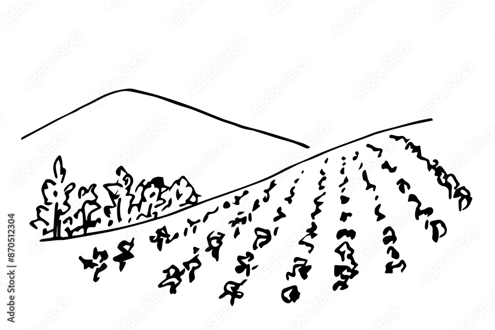 Farm fields, vineyard, hills and mountains. Simple vector drawing with ...