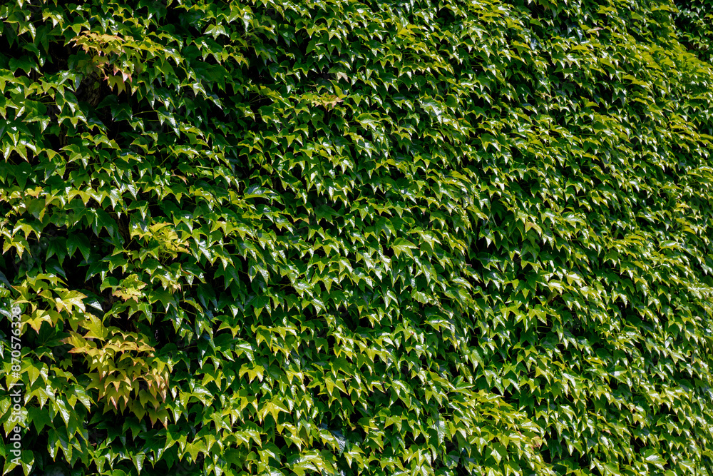 Parthenocissus tricuspidata commonly called Boston ivy, Vine growing on ...