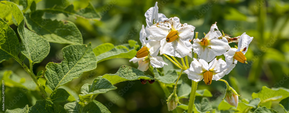 Larvae Colorado Beetle Devour Bloom Potato Bush, Panoramic Banner. Pest ...