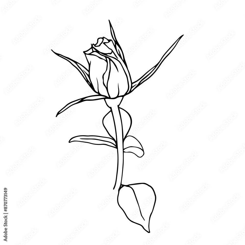 Botanical contour, linear sketch of a rose flower. Vector graphics ...