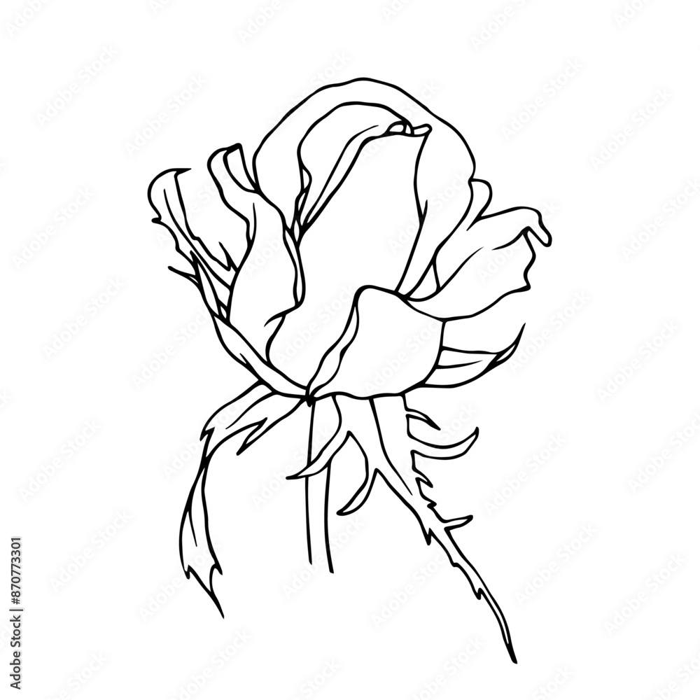 Botanical contour, linear sketch of a rose flower. Vector graphics ...