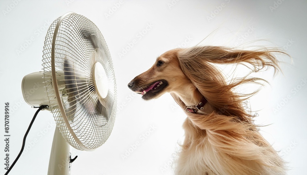 Dog in front of a Fan - Cooling down in Hot Weather - Air conditioning ...