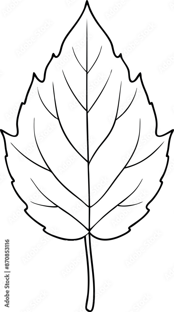 Outline of a simple leaf drawing with clear veins and serrated edges ...