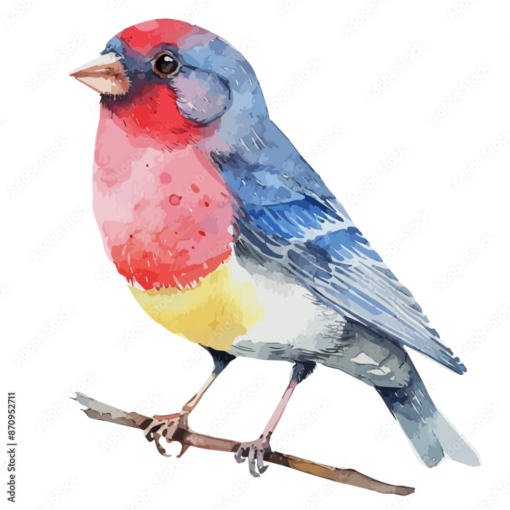 Watercolor drawing of a Finch, isolated on a white background, clipart ...