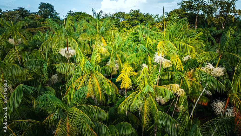 Açaí Floresta Açaizeiro Rio Amazonas Amazônia Mangue Ilha Marajó ...